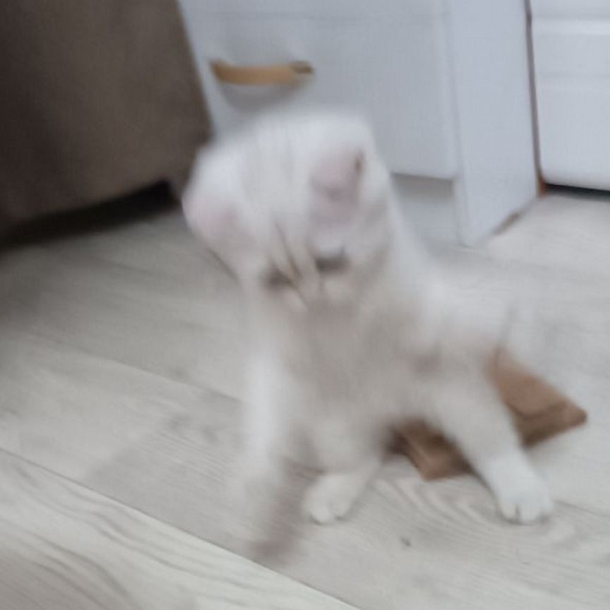 Шотландский вислоухий короткошёрстный котёнок