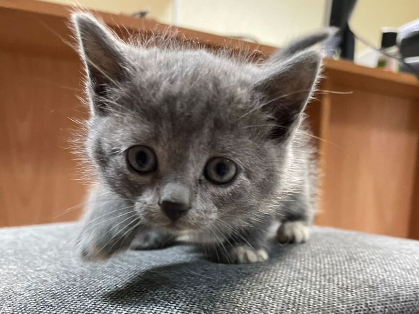 Кошачья Мята