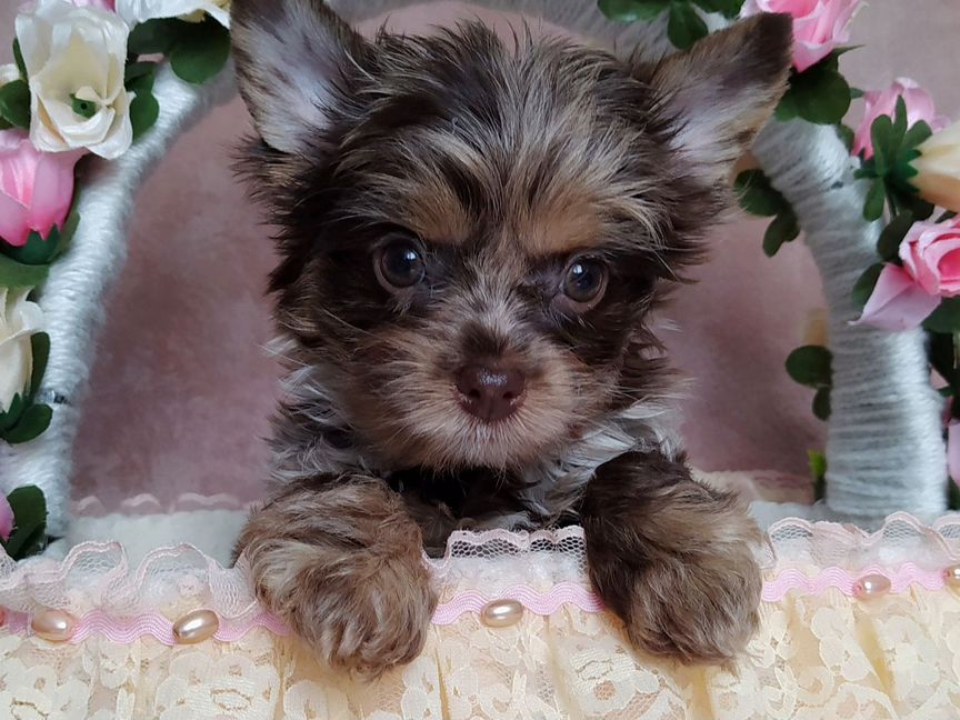 Позитивчик. Мальчишечка Шоколадный мрамор