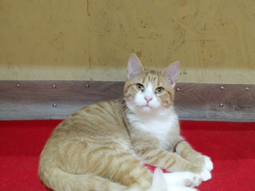 Рыжий котёнок в добрые руки