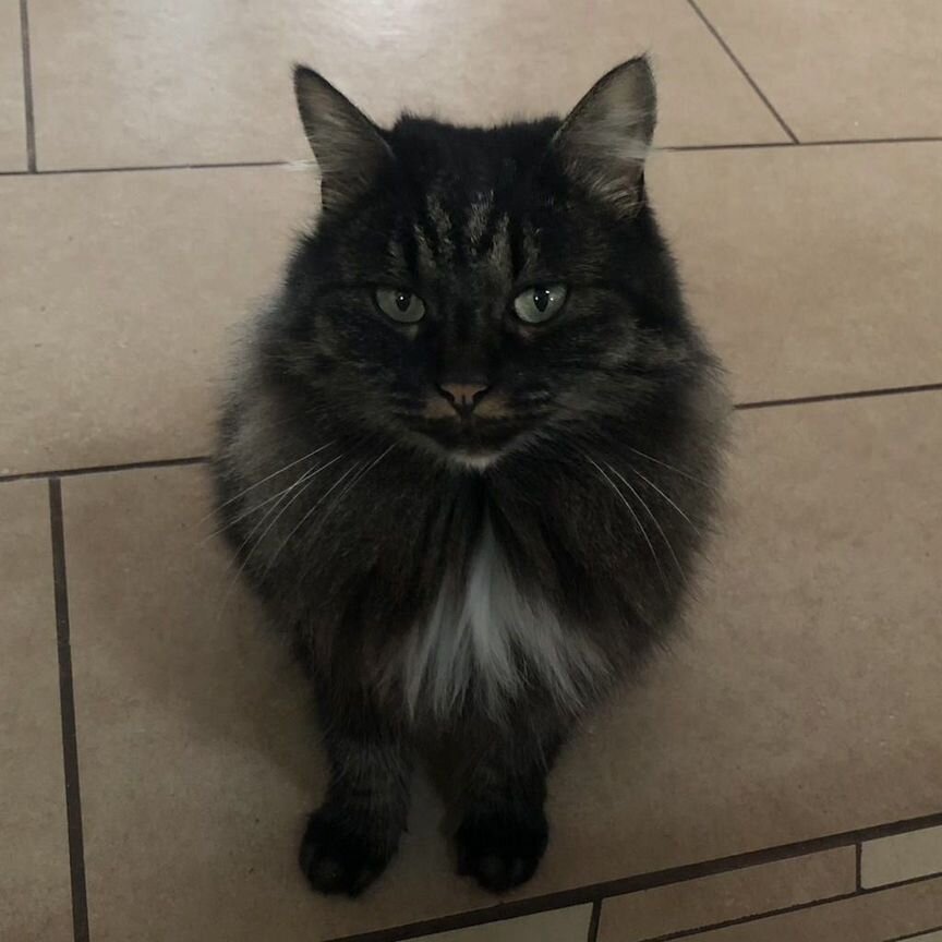 Норвежская лесная кошка