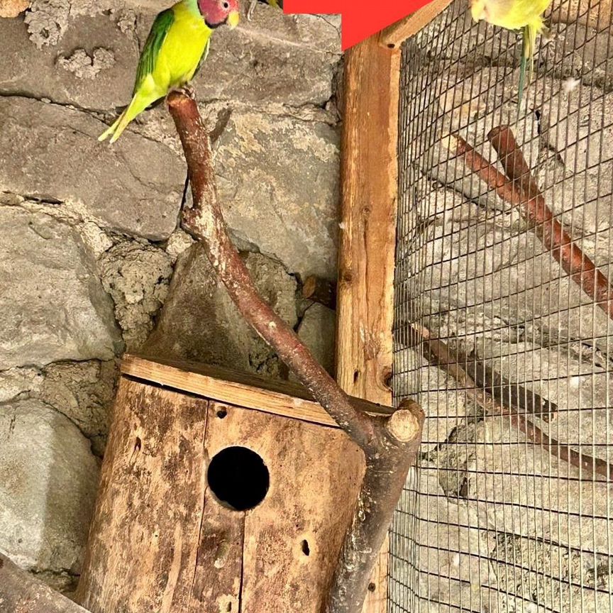 Сливоголовый попугай