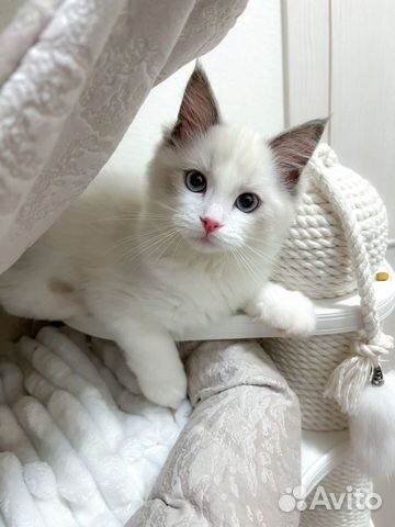Котенок ласковый Ragdoll рэгдолл