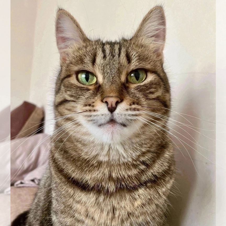 Европейская короткошёрстная, взрослая кошка