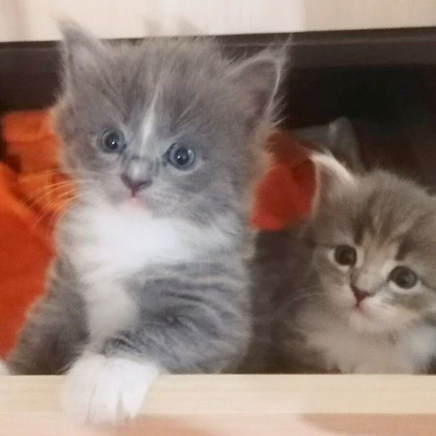 Котята в добрые руки