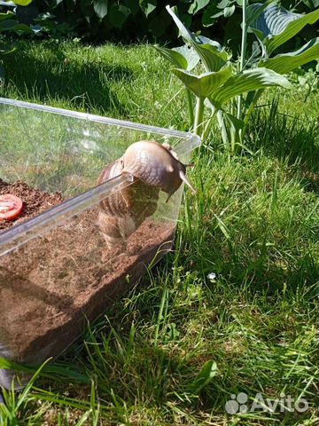 Улитка ахатин с террариумом