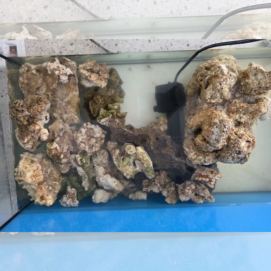 Морские живые камни аквариум морской