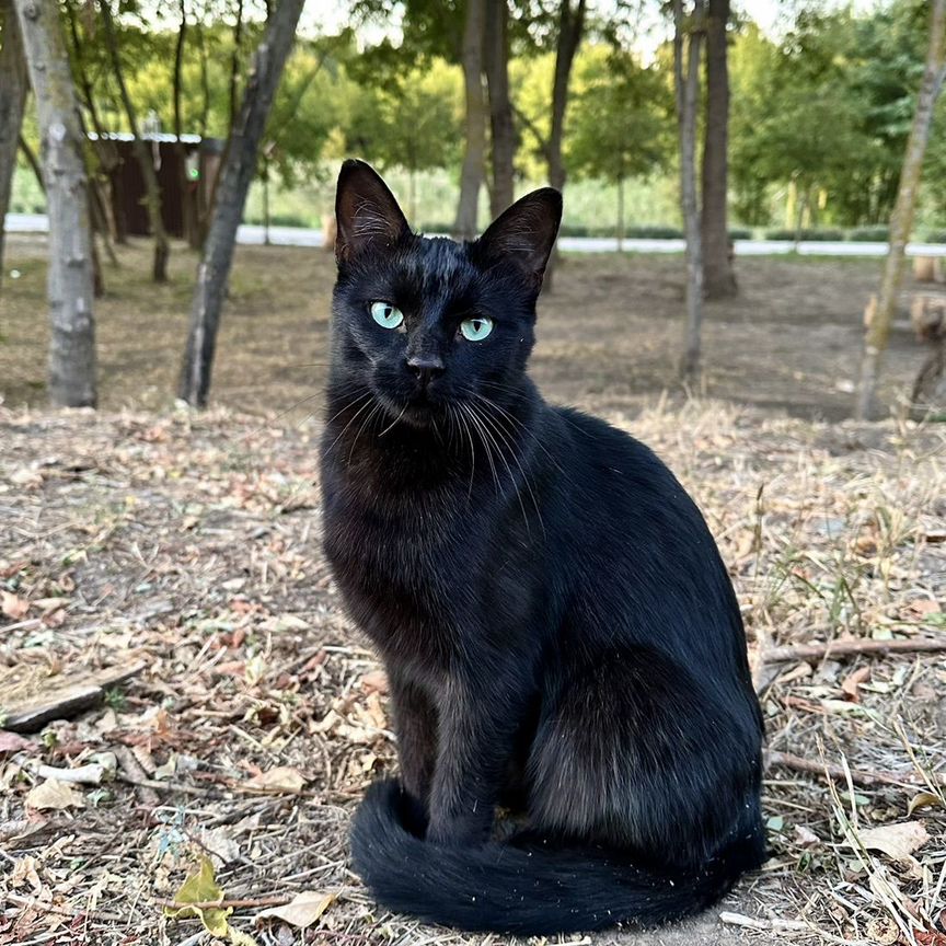 Котик ищет семью