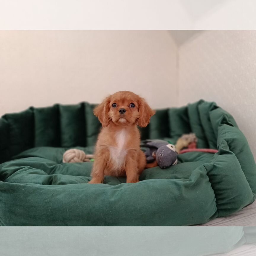 Кавалер кинг-чарльз-спаниель, щенок