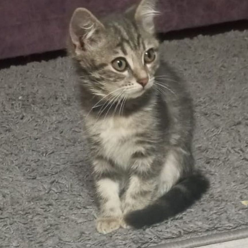 Котёнок