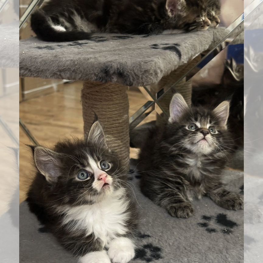 Мейн-кун котёнок