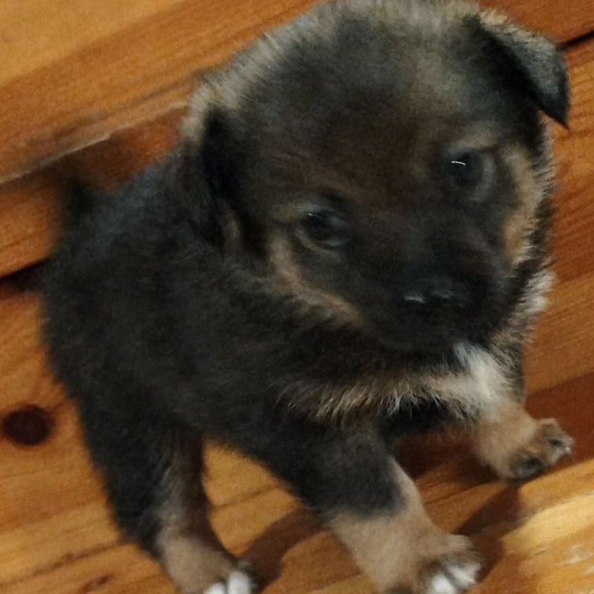 Щеночки в добрые руки