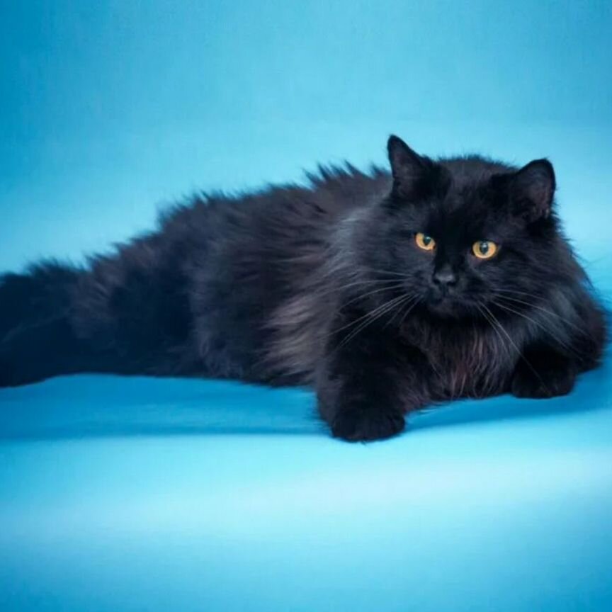 Отдам кота в добрые руки