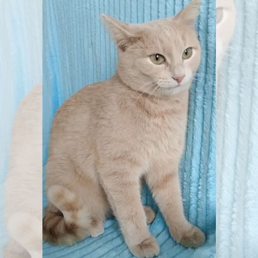 Взрослая, кошка в добрые руки