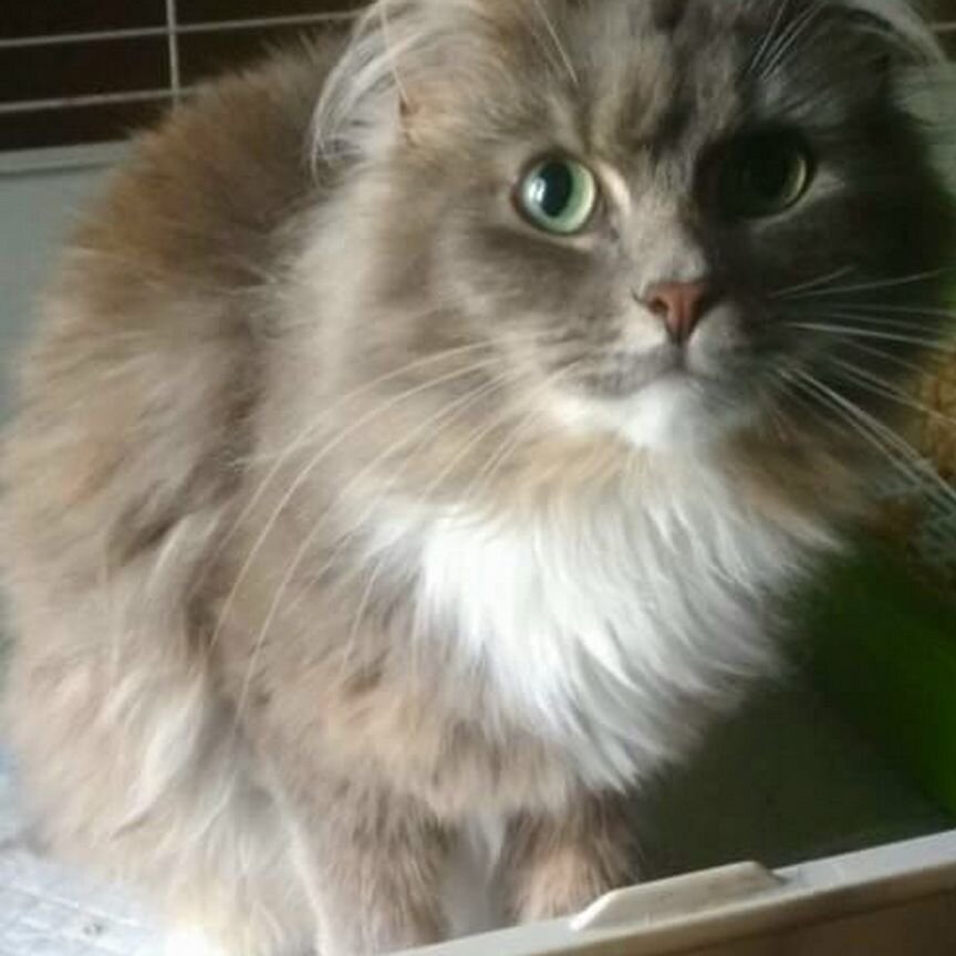 Кошка-мышеловка