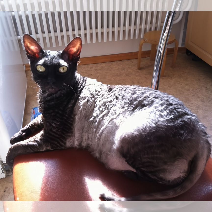 Канадский сфинкс, взрослая кошка