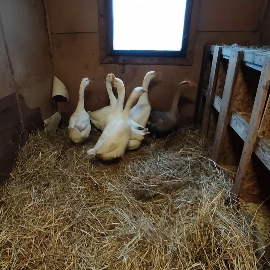 Гуси и утки