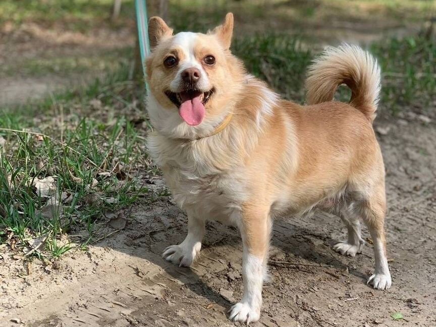 Милый пёсик Малышок ищет дом