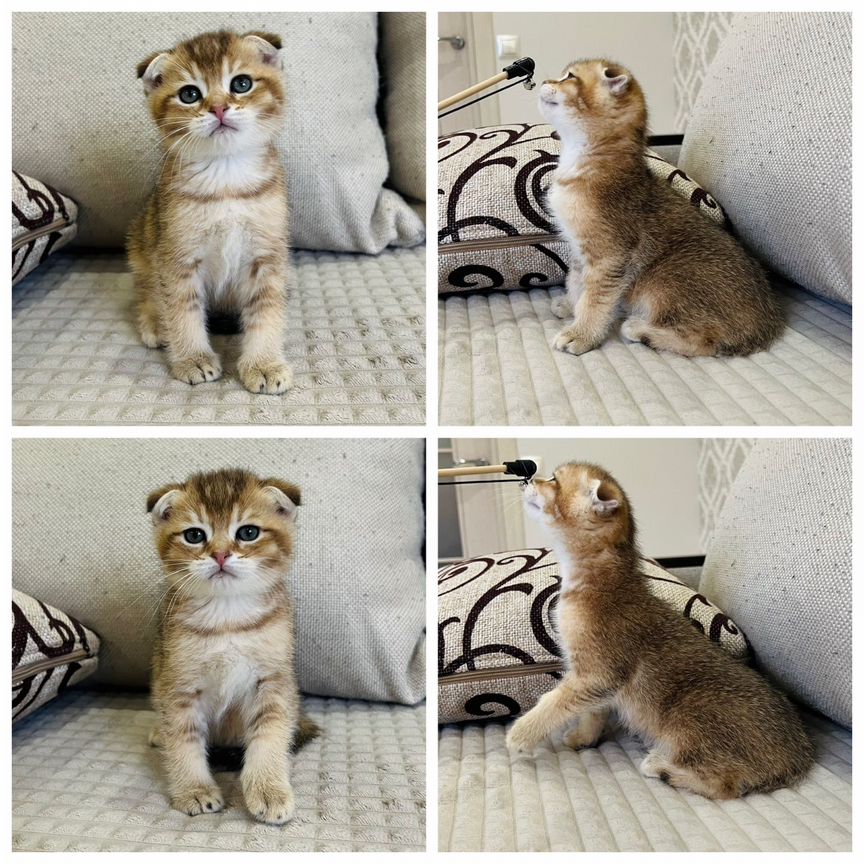 Шотландские вислоухие и прямоухие котята