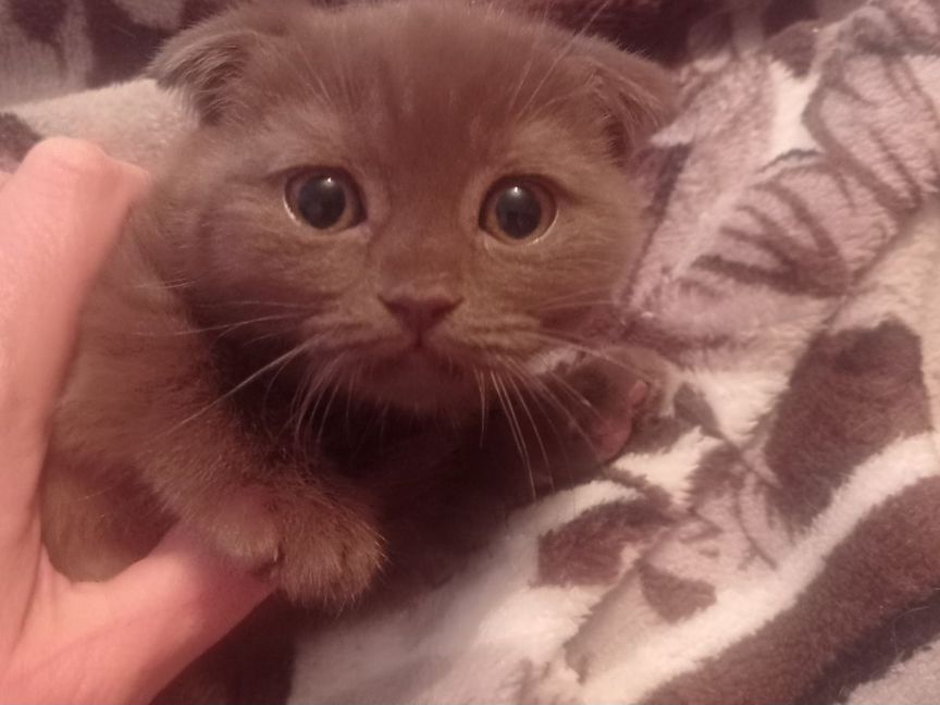 Клубные шоколадные кошечки