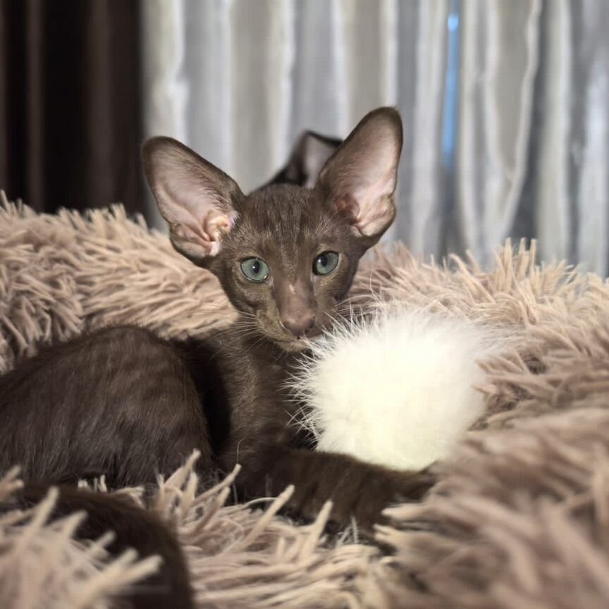 Ориентал девочка шоколад