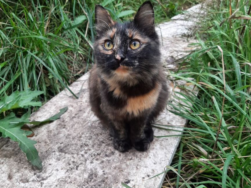 Котенок около года в добрые руки