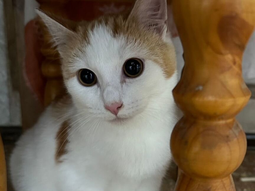 Рыжий котенок мальчик в добрые руки