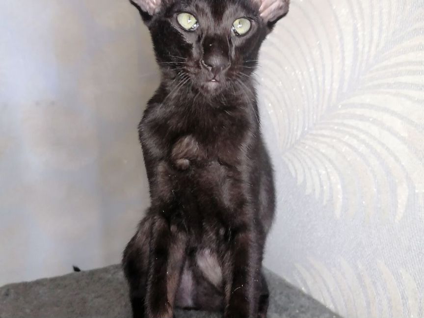 Ориентальные котята