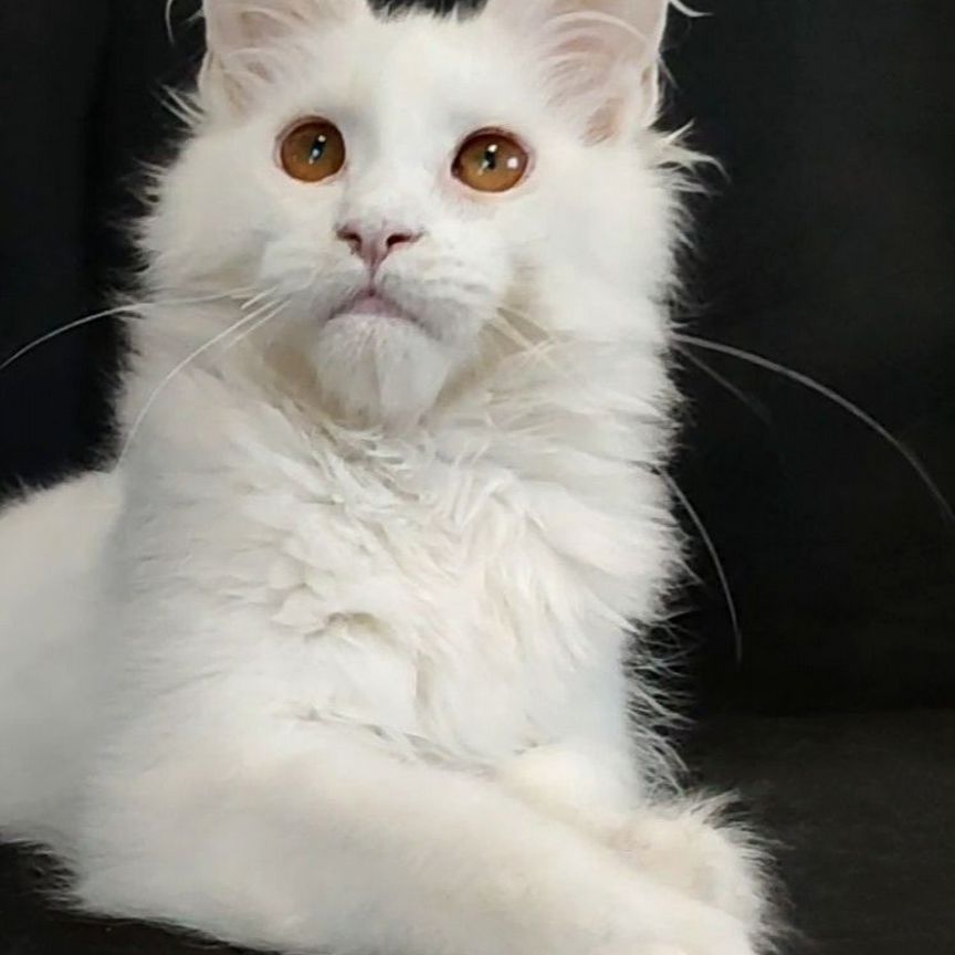 Белоснежный мальчик