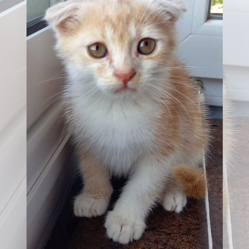 Вислоухий котенок Персик в дар