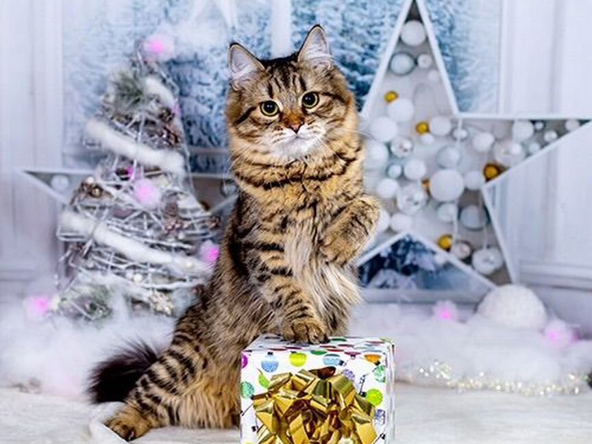 Сибирские подрощенные котята