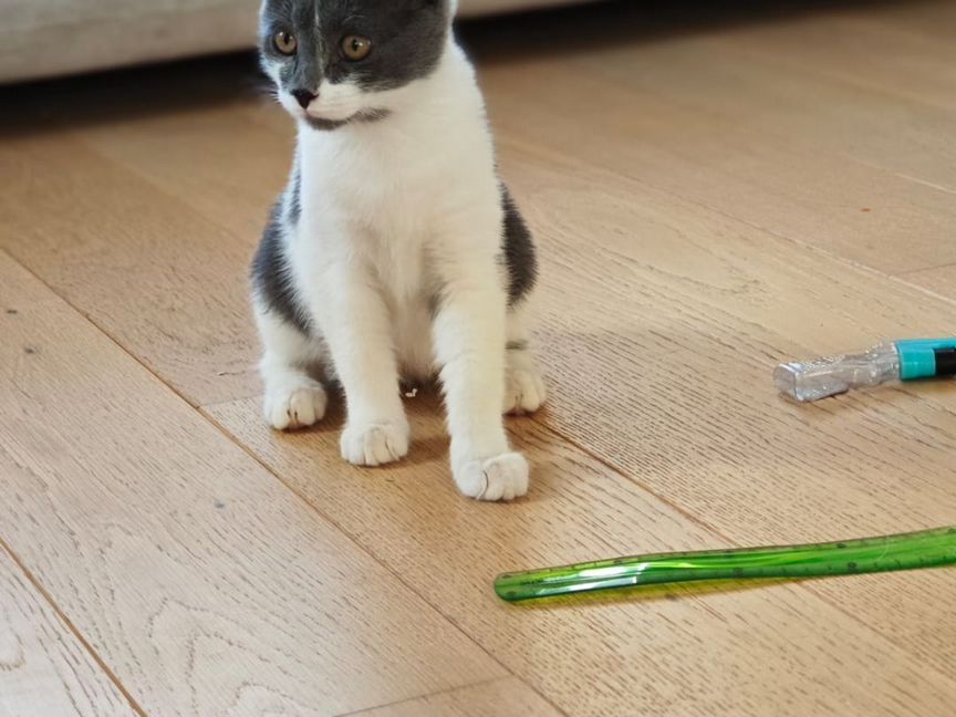 Котенок в добрые руки