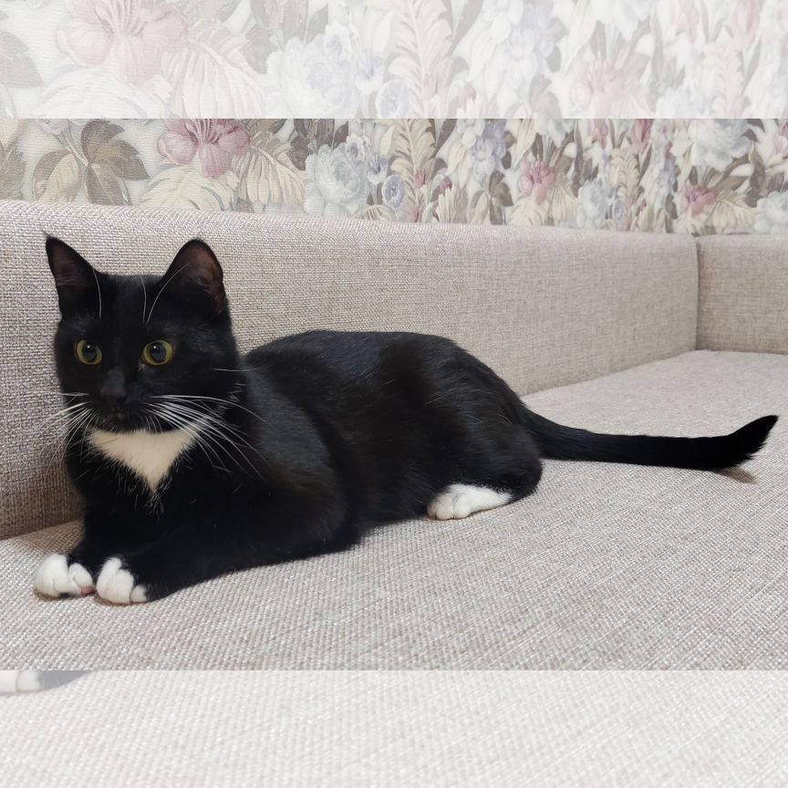 Взрослая кошка в добрые руки