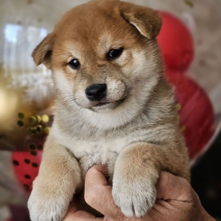 Сиба ину на продажу