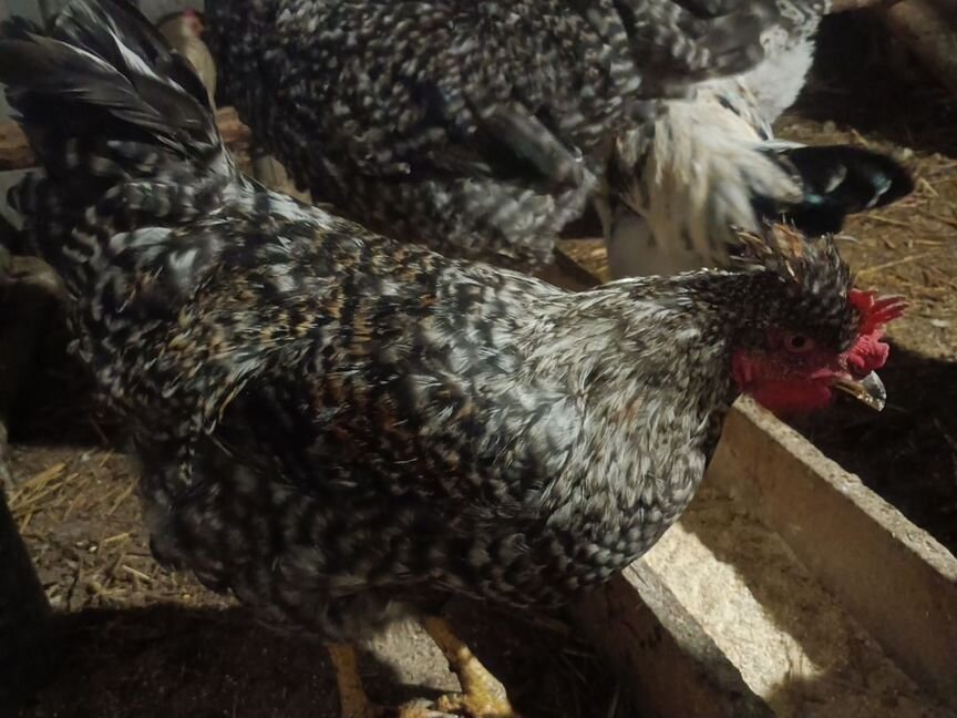 Молодые петухи