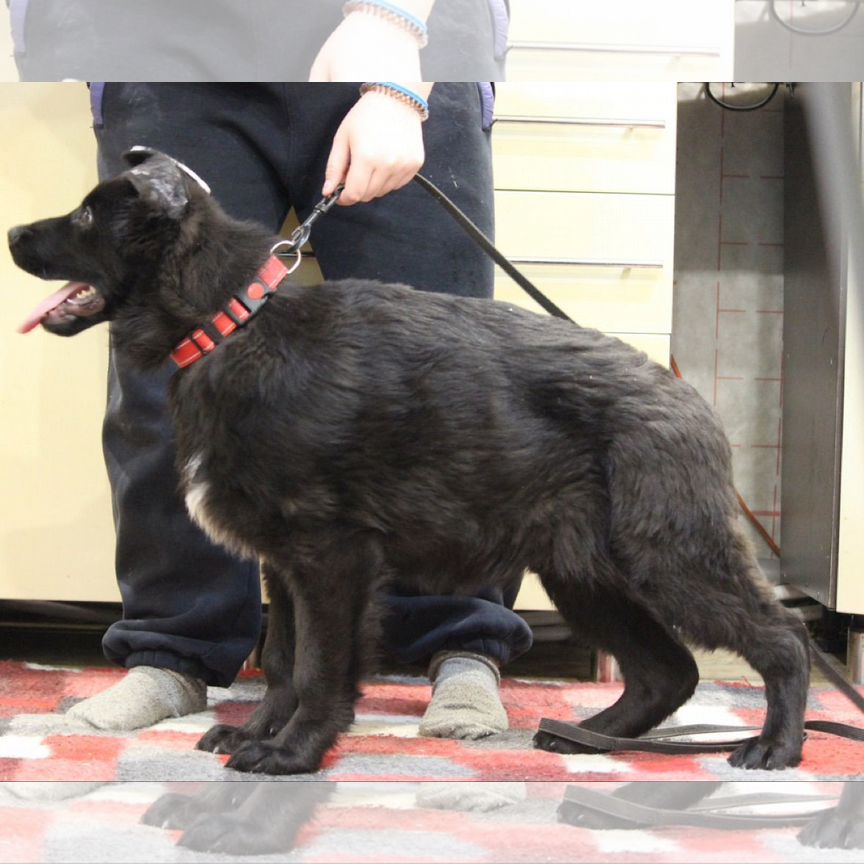 Немецкая овчарка, щенок