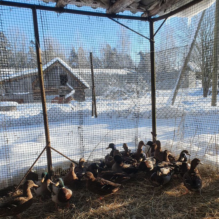 Селезень подсадной утки