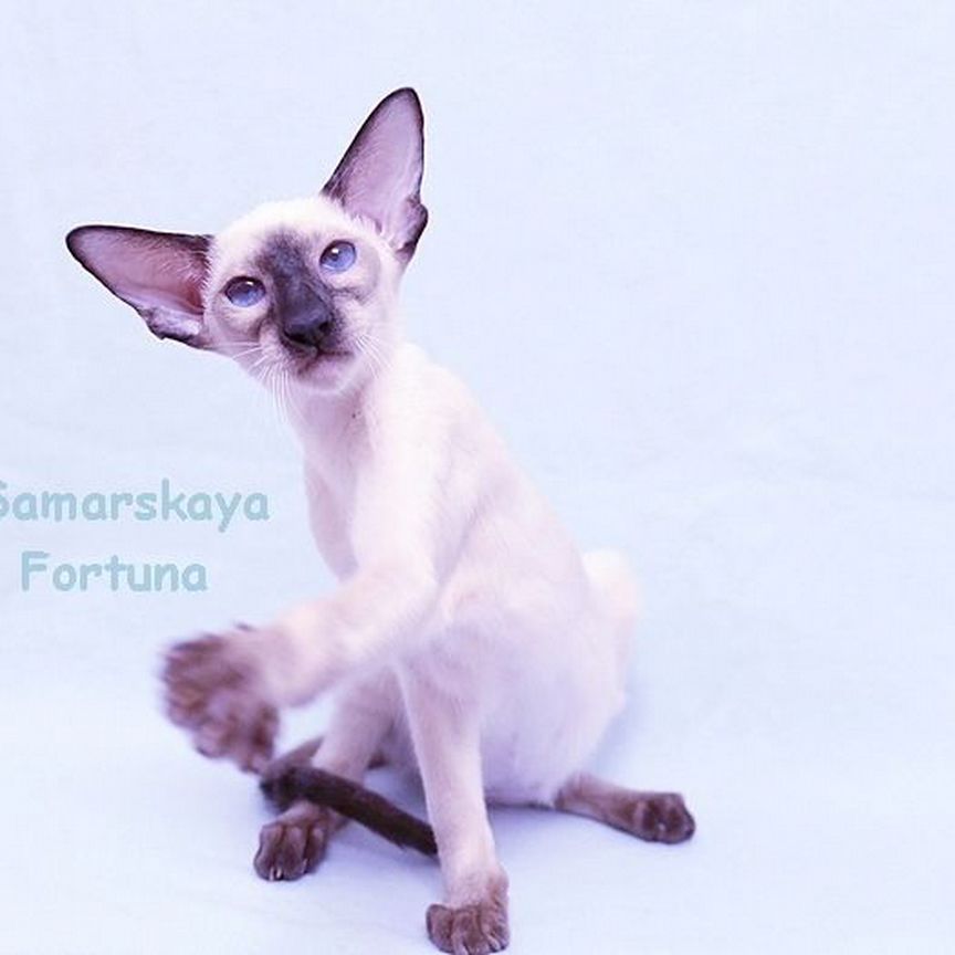 Голубоглазые котики