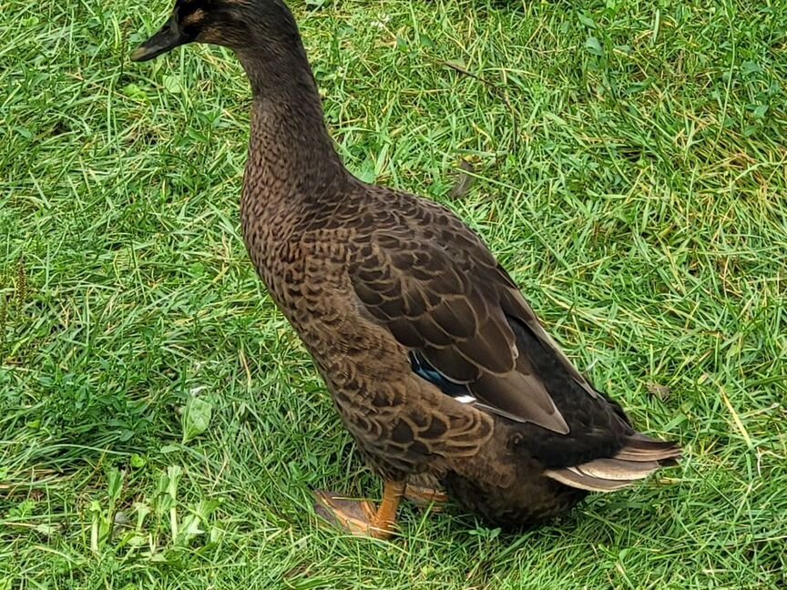 Утки индийский бегунок