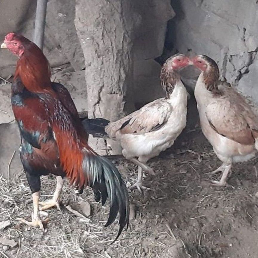 Бойцовые петухи о шамо