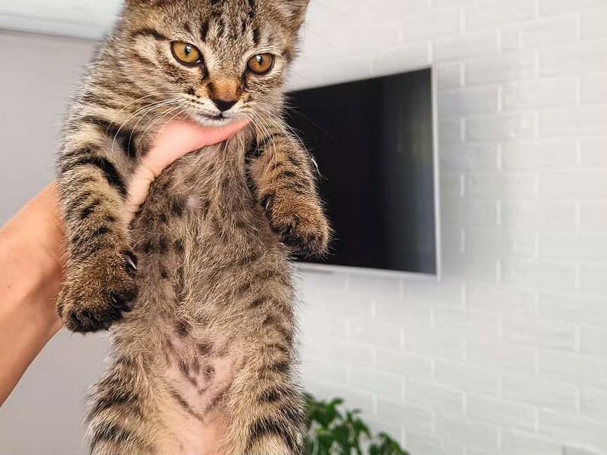 Кошка