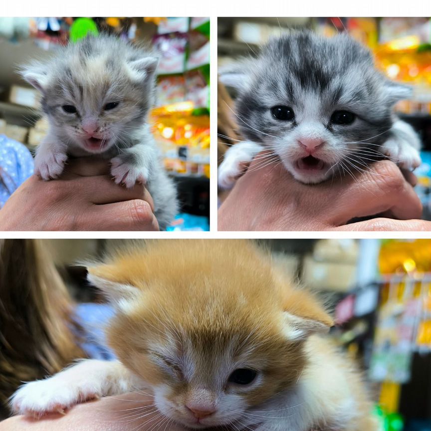 Котёнок в добрые руки