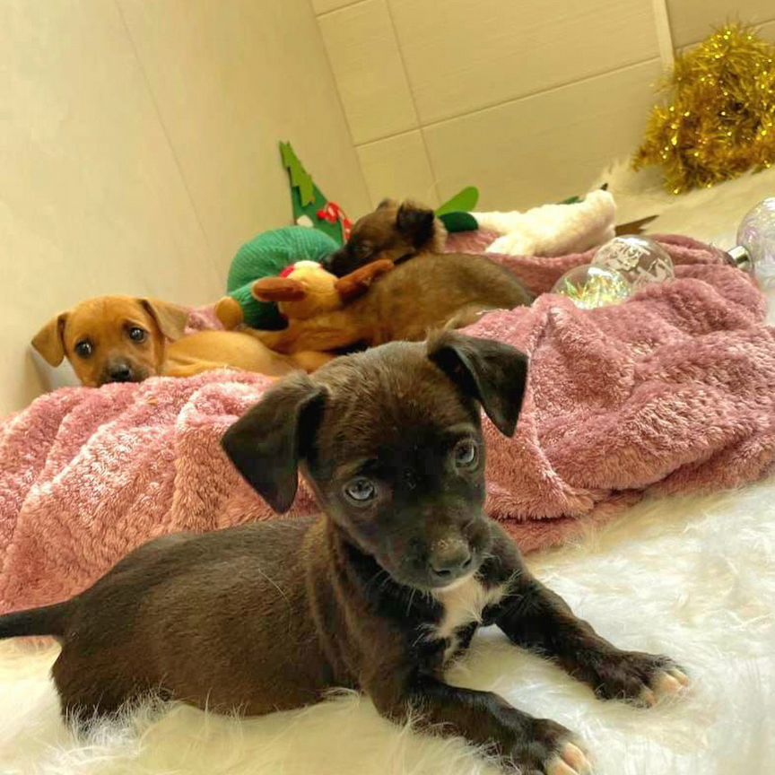 Чара девочка вырастет маленькая