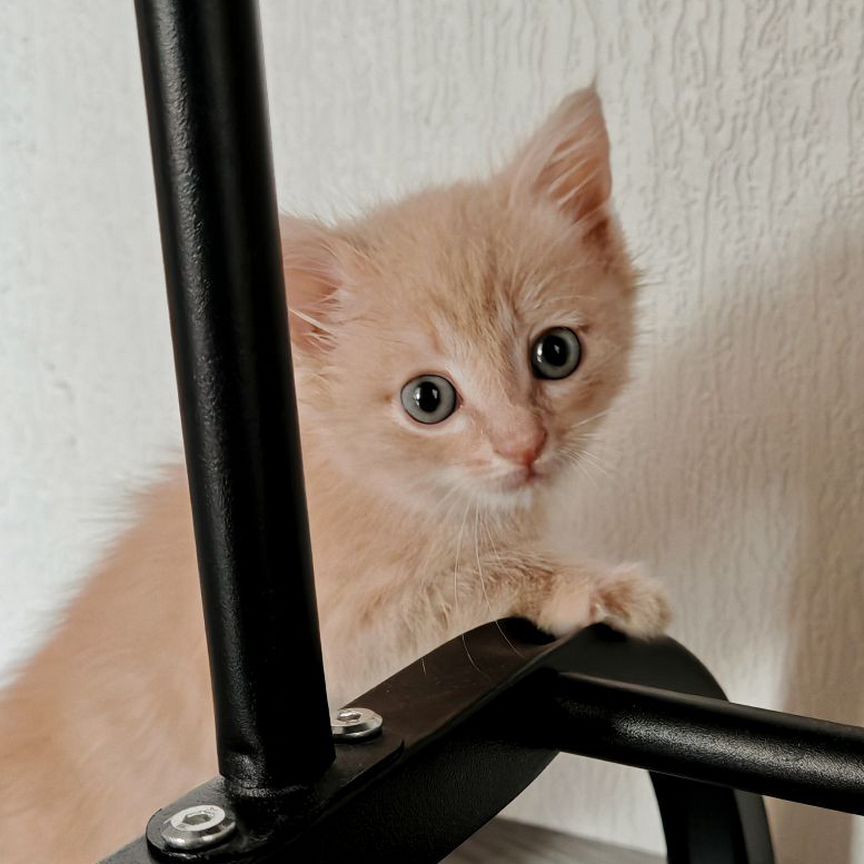 Отдам котенка