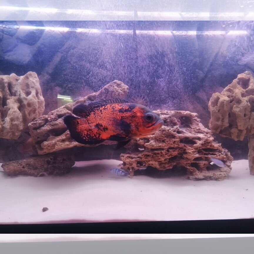 Астронотус