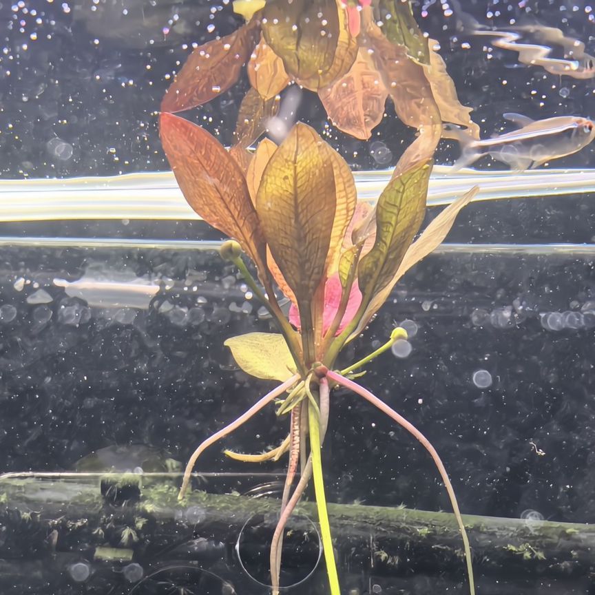 Эхинодорус