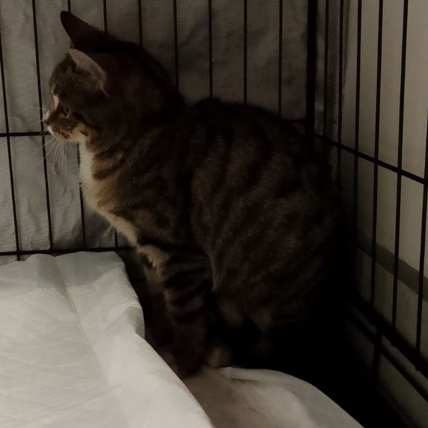 Взрослая, Девочка кошка в добрые руки