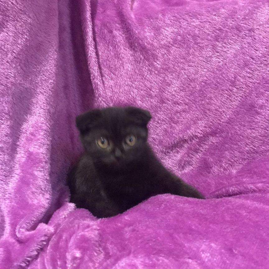 Шотландские котята