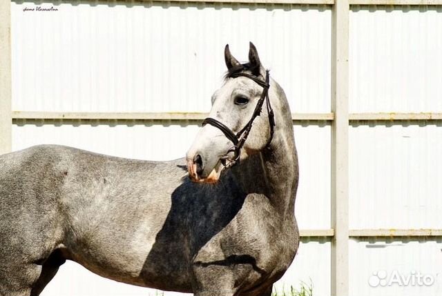 Лошадь в спорт