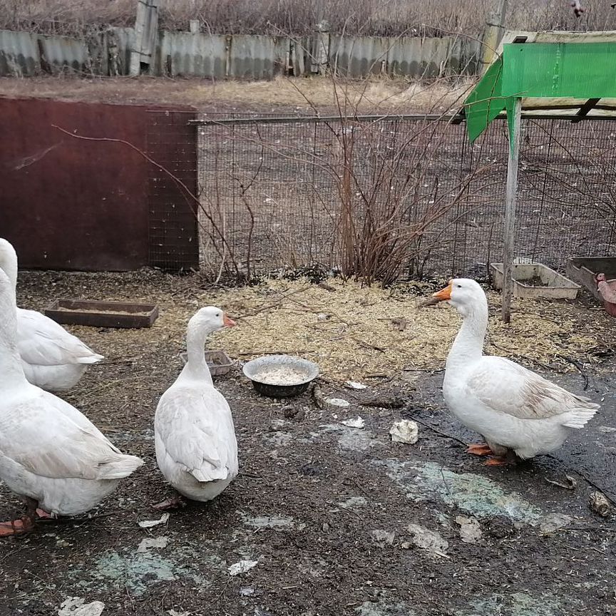 Гусь